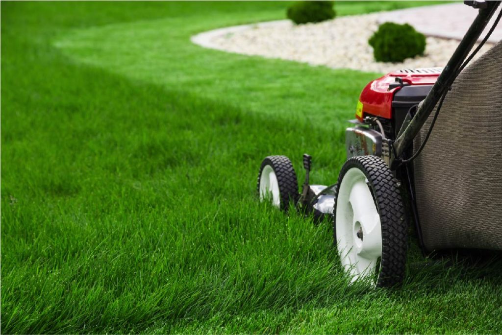 Lawn Program Options – Premier Lawn and Tree
